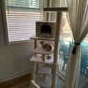 Armarkat 78" Premium Classic Real Wood Jackson Galaxy Approved Cat Tree ...