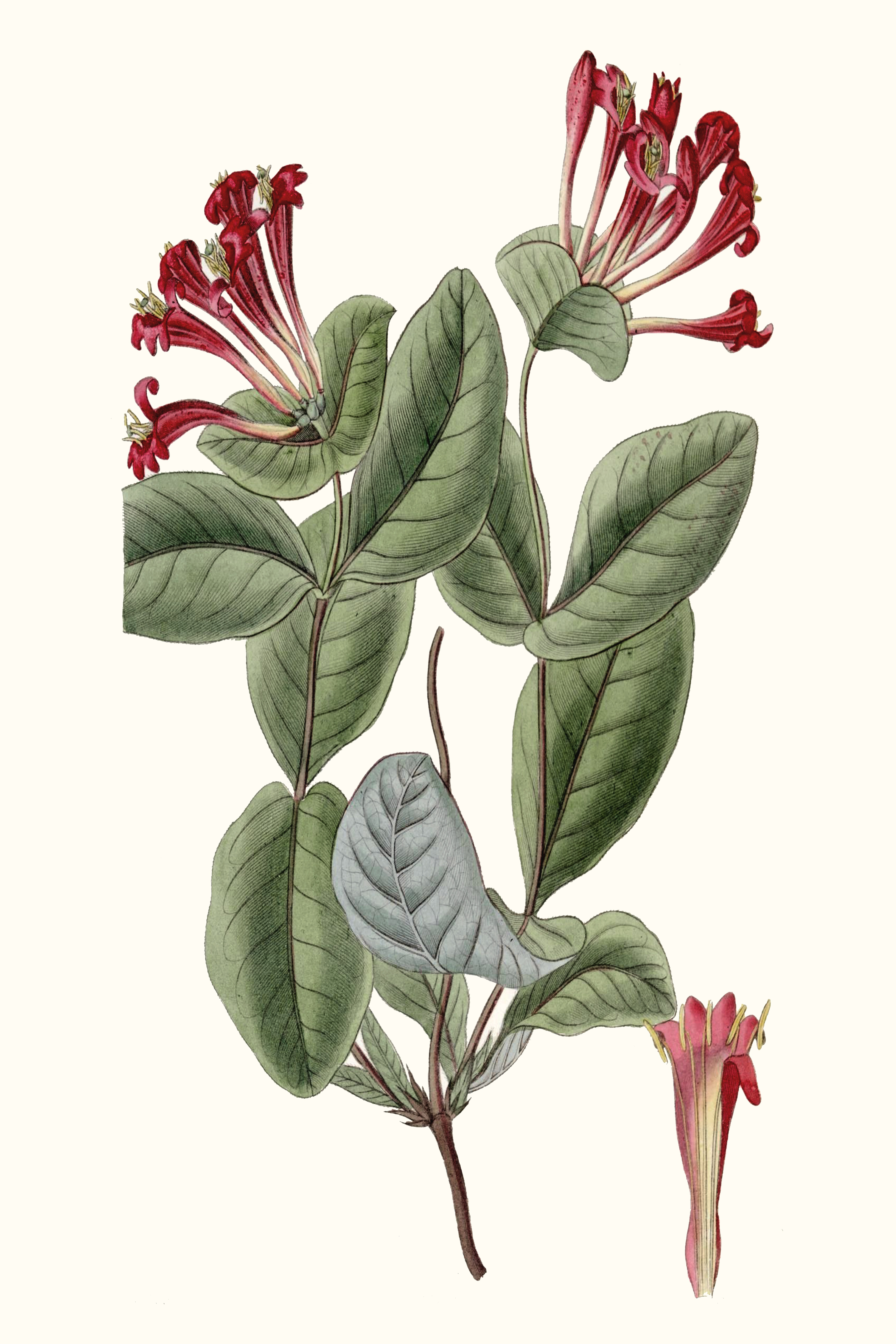 August Grove Roseate Blooms V by Vision Studio - Painting | Wayfair.co.uk