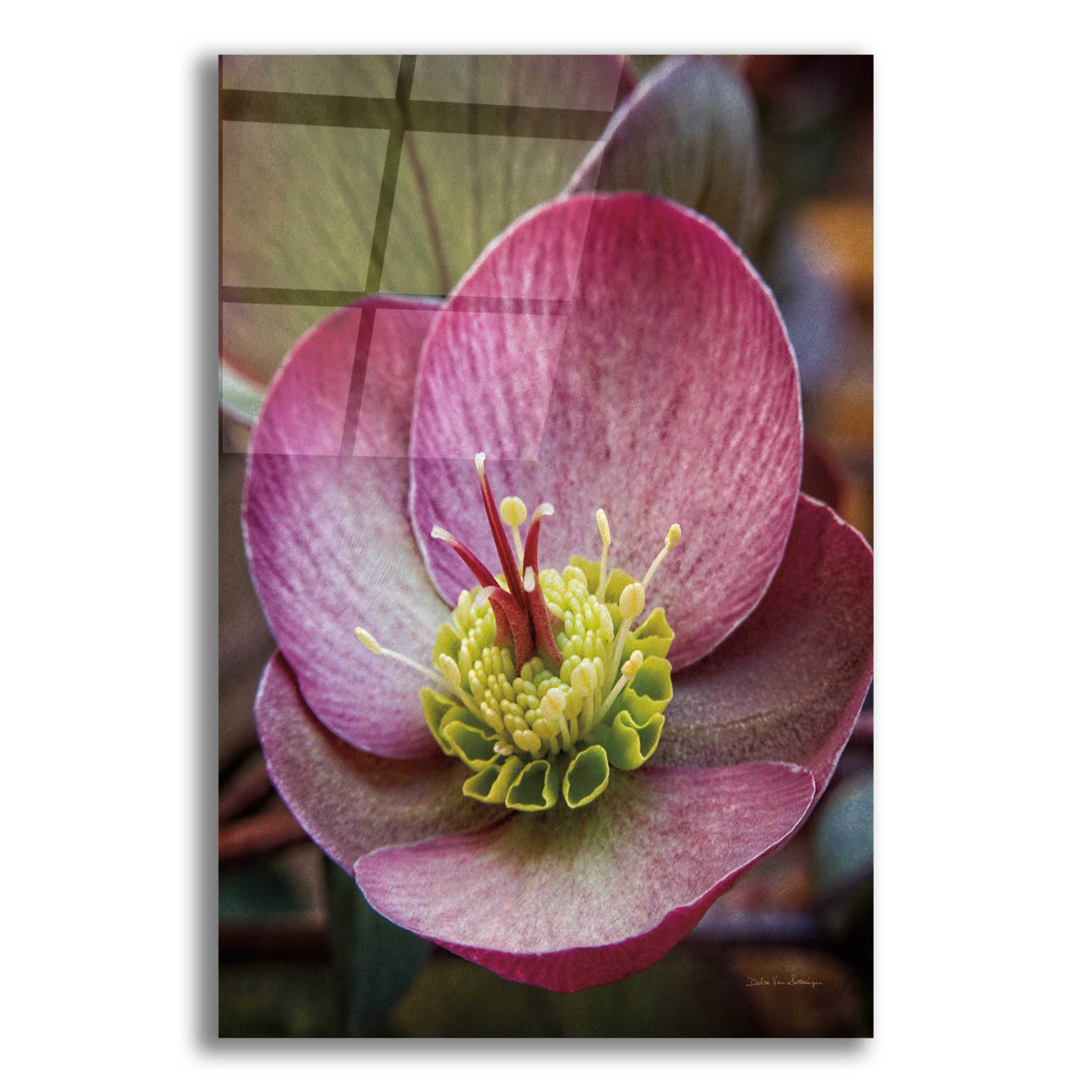 Latitude Run®® ''Lenton Rose IV'' By Debra Van Swearingen, Acrylic ...