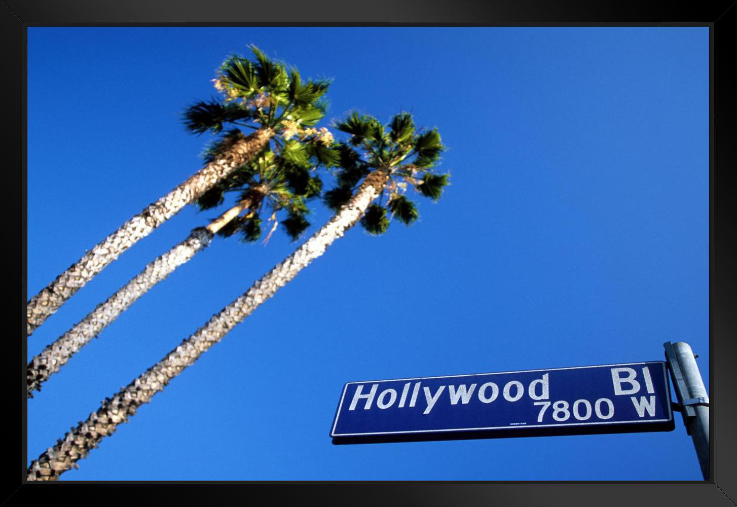 Latitude Run® Hollywood Boulevard Street Sign And Palm Trees Los ...