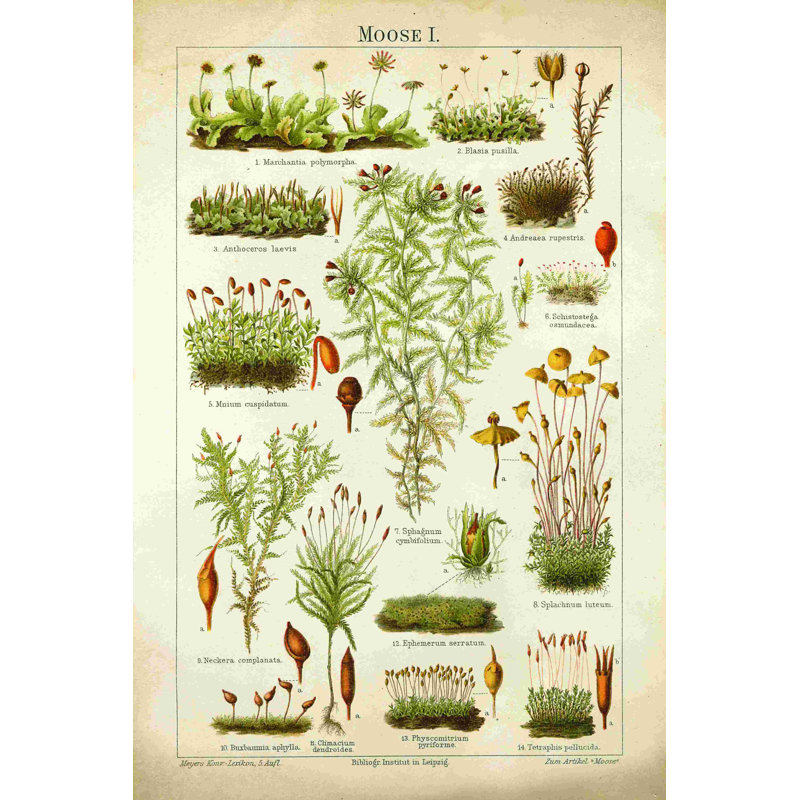 Winston Porter Vintage Moss Botanical | Wayfair