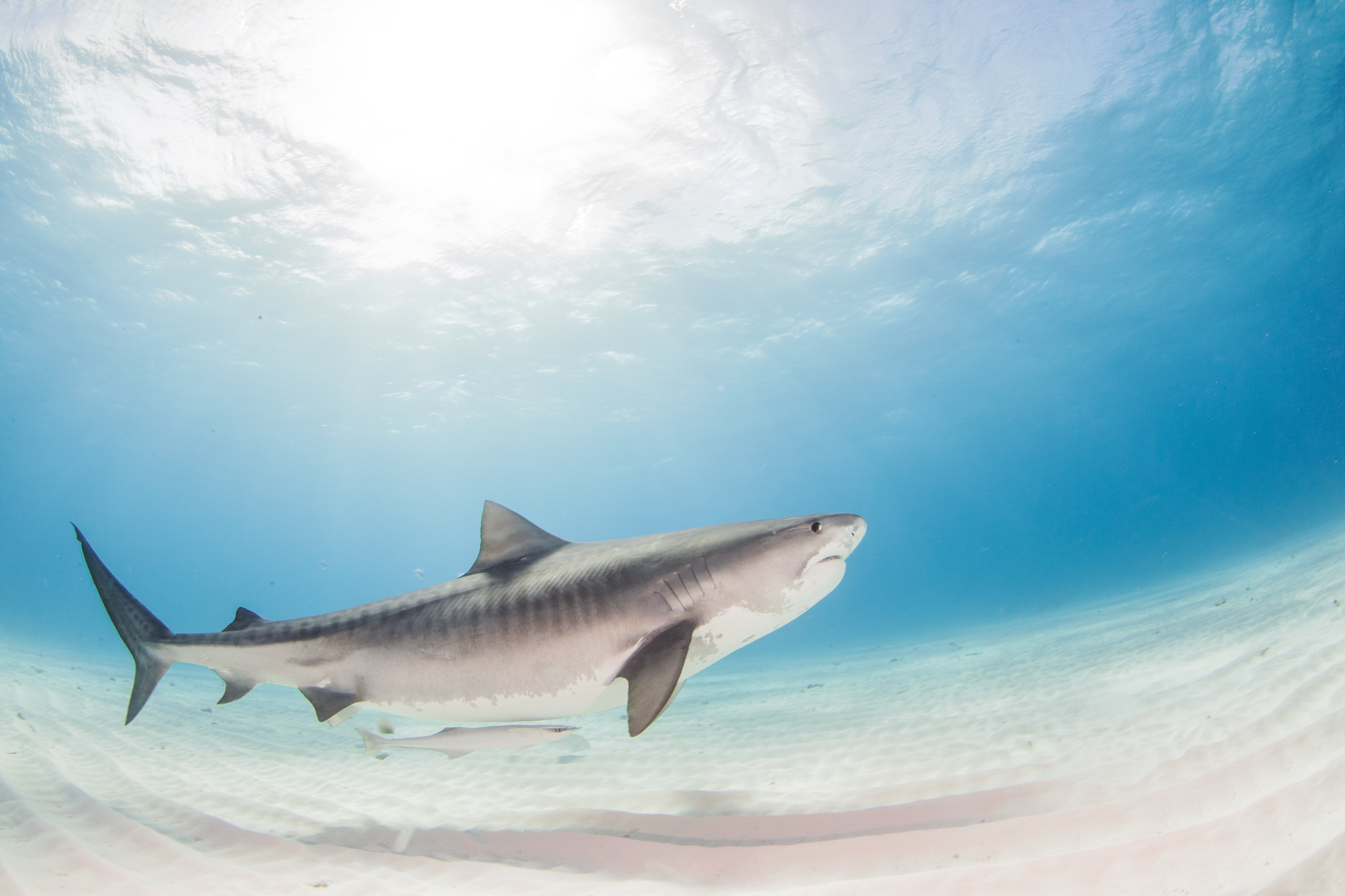 Highland Dunes Tiger Shark - Wrapped Canvas Photograph | Wayfair