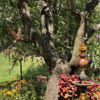 GenuineTreePeeple Simon Tree Face Concrete Garden Decor & Reviews | Wayfair