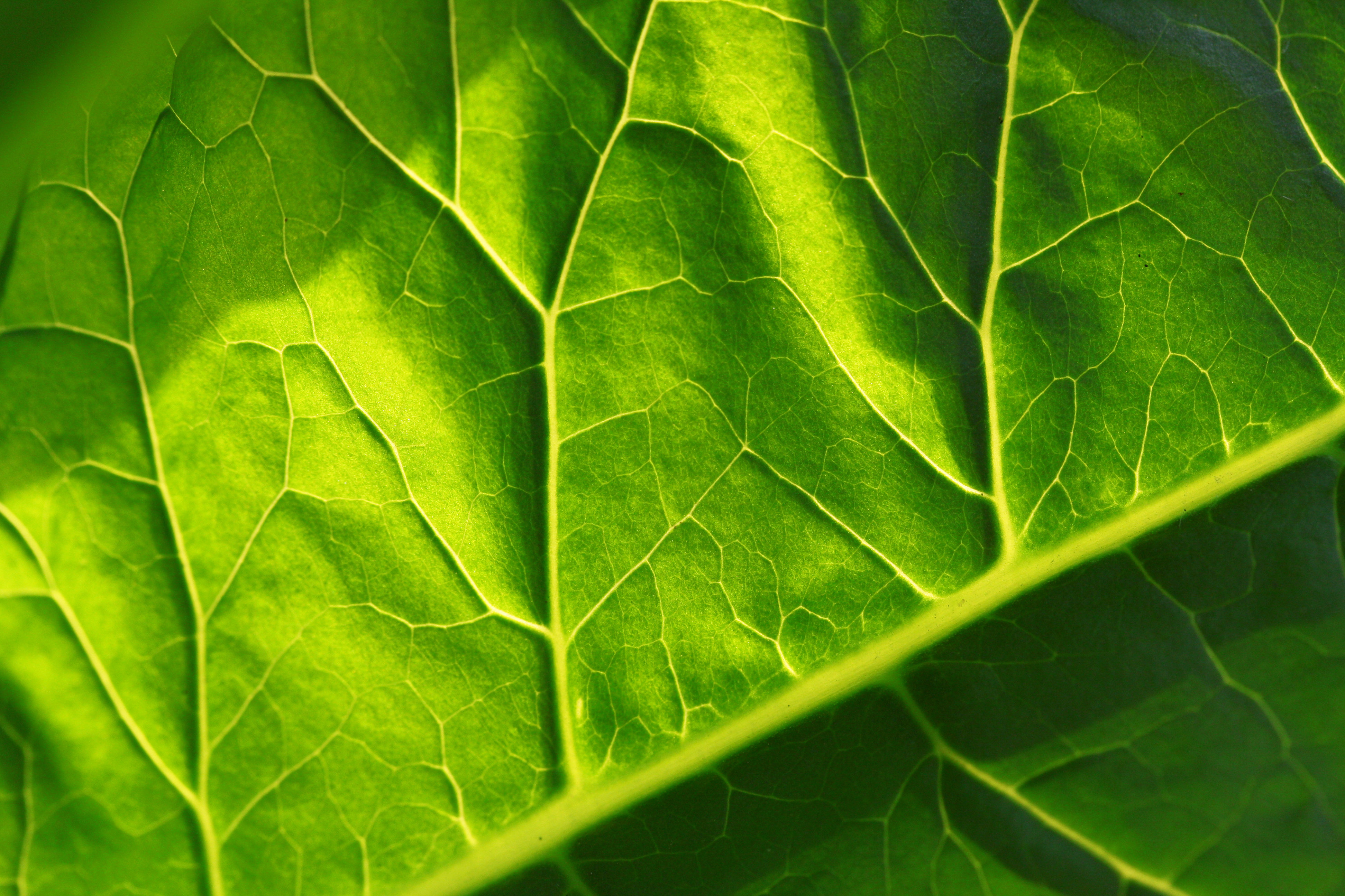 Ebern Designs Leaf Macro - Photograph on Canvas | Wayfair
