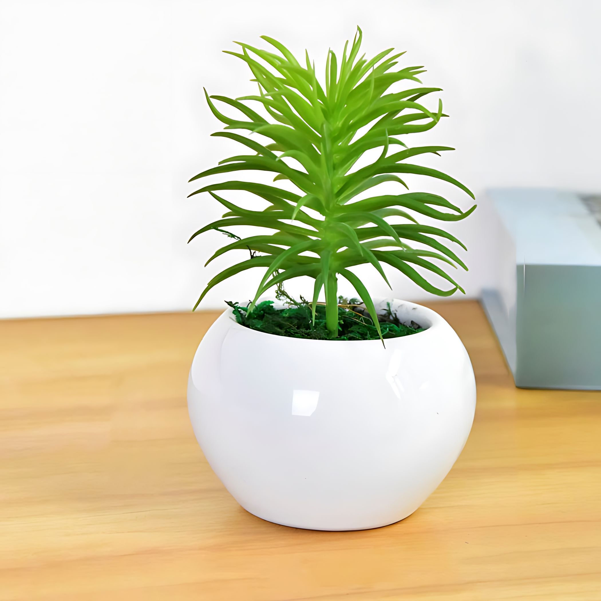 Primrue Simulated Succulent Plant Decoration Small Ornament Living Room ...