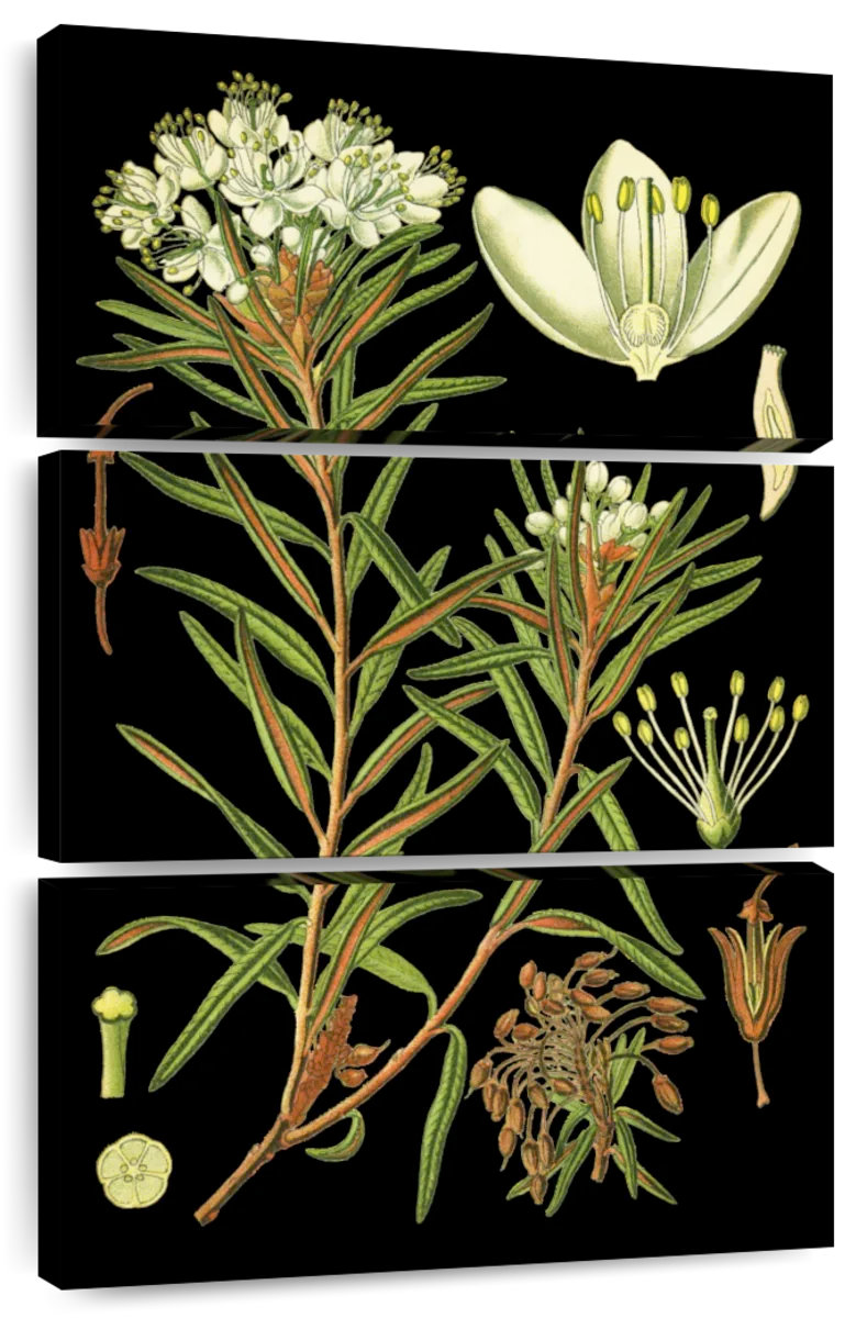 Elephant Stock Marsh Labrador Tea Plant | Wayfair