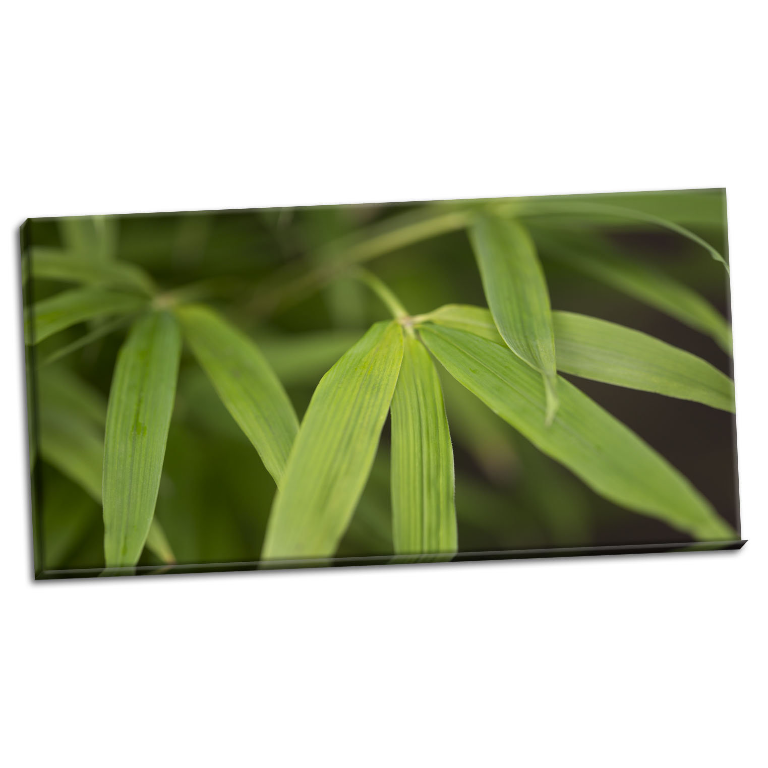 Bay Isle Home " Bamboo Leaves I " by Rita Crane - Wayfair Canada