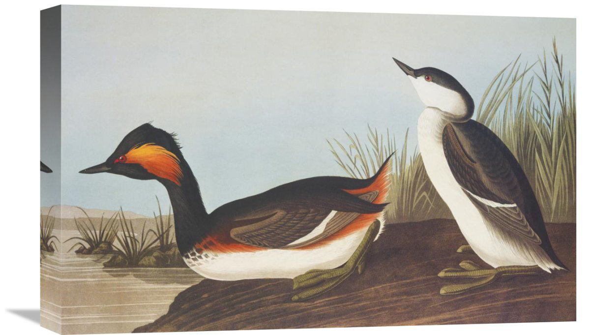 Global Gallery 'Eared Grebe' by John James Audubon Painting Print on ...