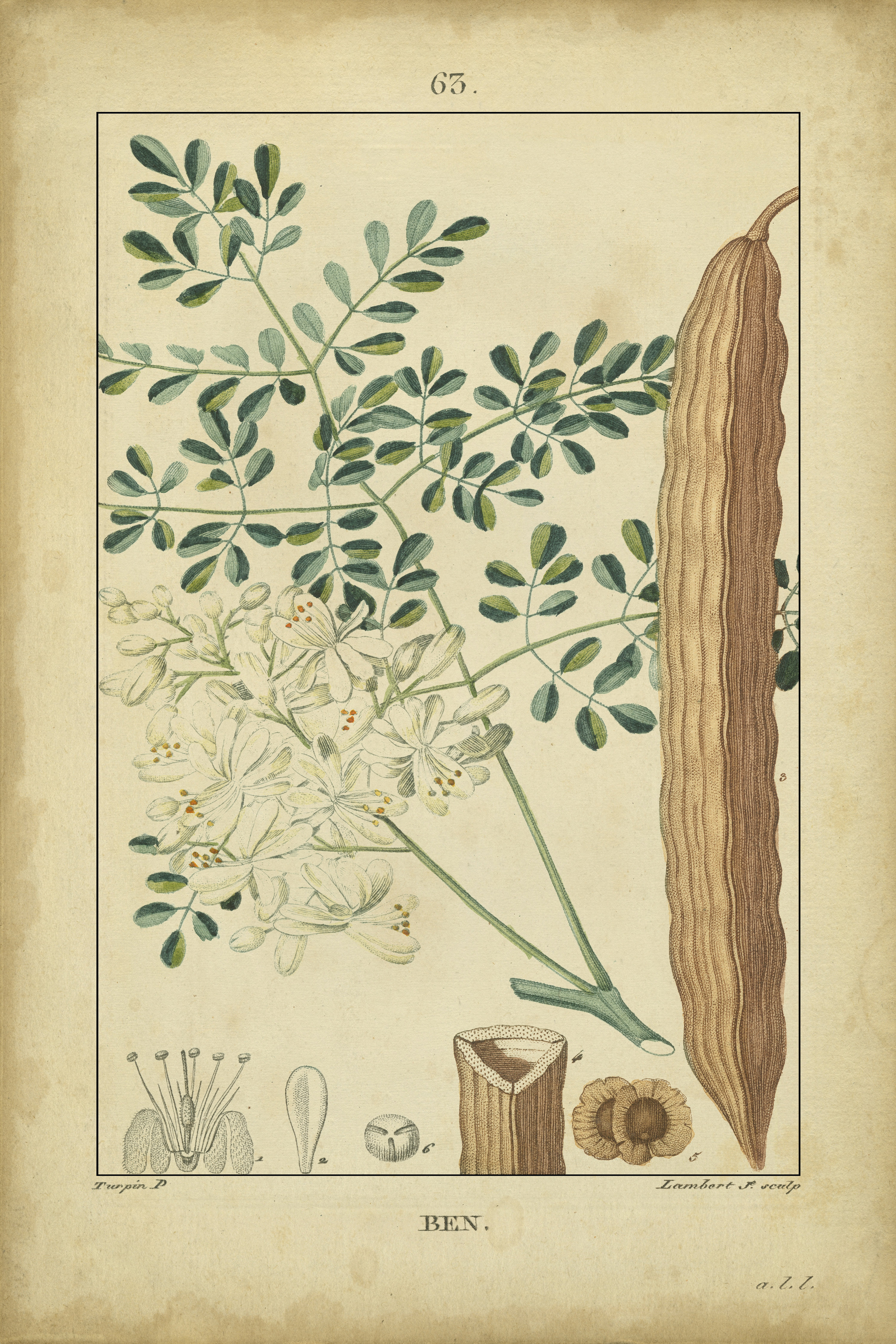Brambly Cottage Vintage Turpin Botanical V by Turpin - Wrapped Canvas ...