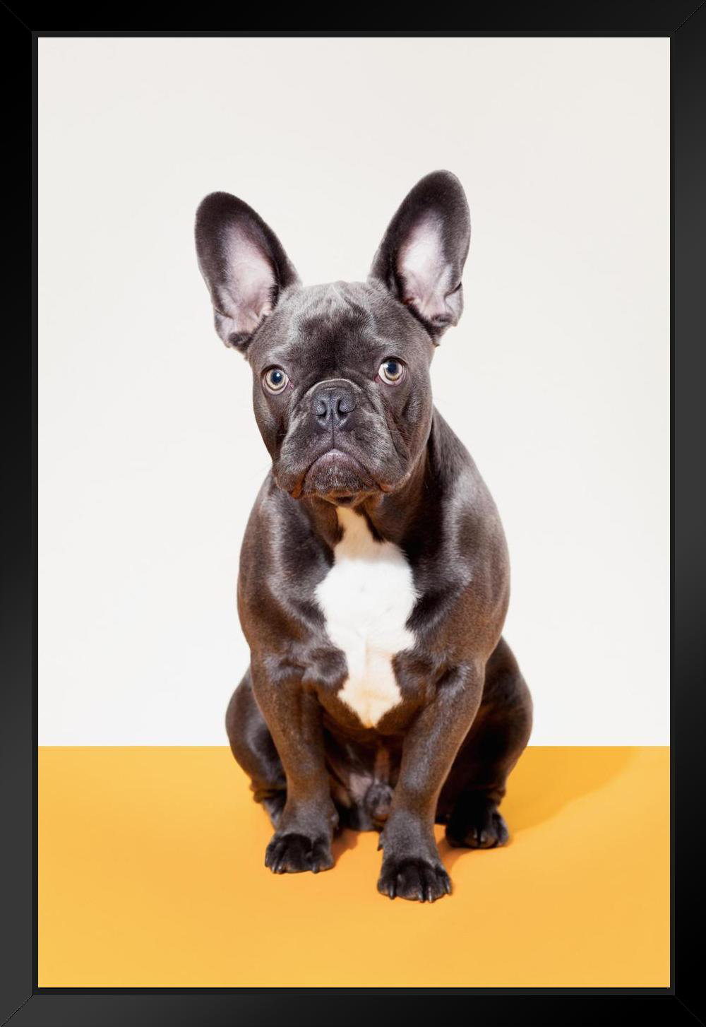 Ebern Designs Portrait of French Bulldog Sitting Puppy Posters For Wall ...