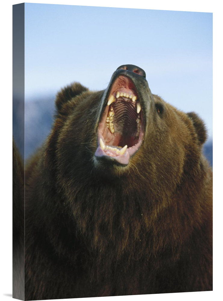 East Urban Home Grizzly Bear Close Up of Growling Face - Photograph ...