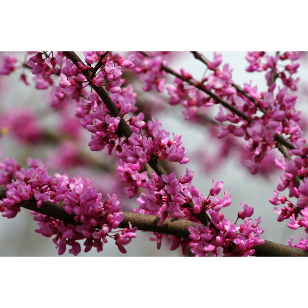 Marlow Home Co. RedBud Tree Blooms by JillLang - Wrapped Canvas Print ...