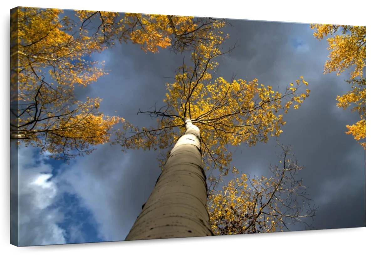 Lark Manor™ Harnek Aspen Tree Canopy | Wayfair