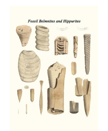 Buyenlarge 'Fossil Belmnites and Hippurites' by James Parkinson Graphic ...