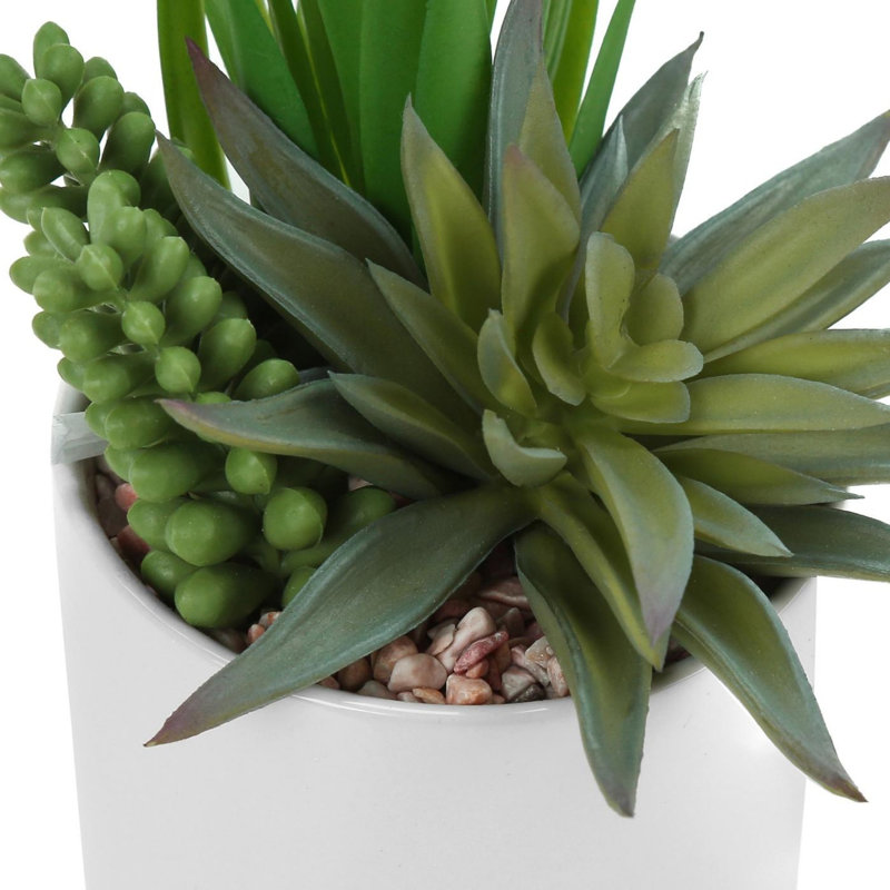 Primrue Set of 2 Succulent Plants in Ceramic Pots for Modern Decor ...