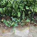 thealyn Decorative Metal Garden Fence 18" x 18" & Reviews | Wayfair