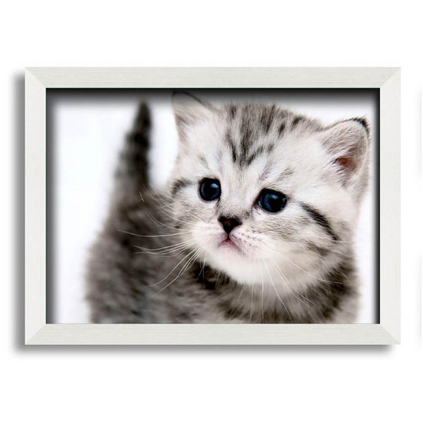 Latitude Run Aukerman Kitty Cat - Single Picture Frame Print | Wayfair ...