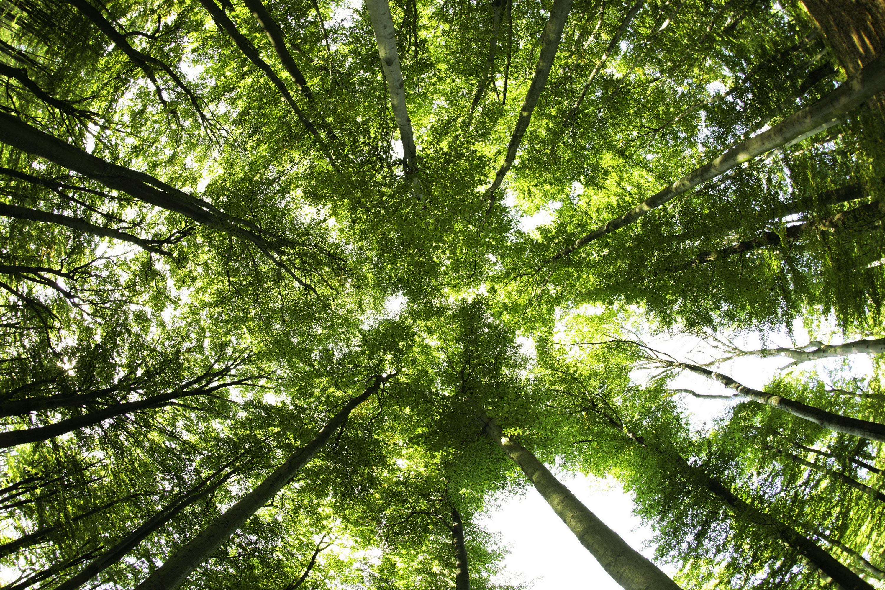 Millwood Pines Tall Beech Trees - Wrapped Canvas Print - Wayfair Canada