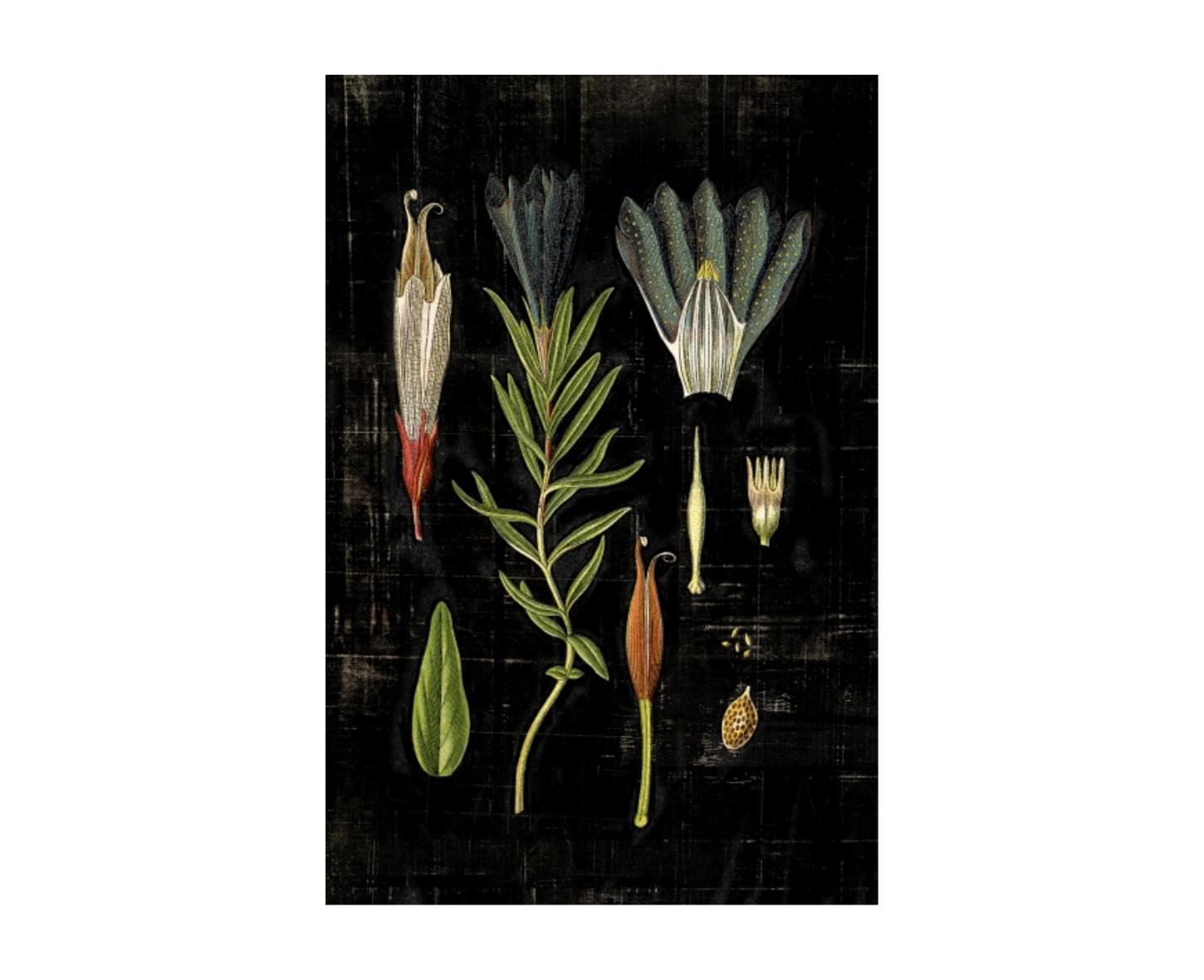 Chelsea Art Studio Botanical Study IV by Michelle Bennett - Graphic Art ...