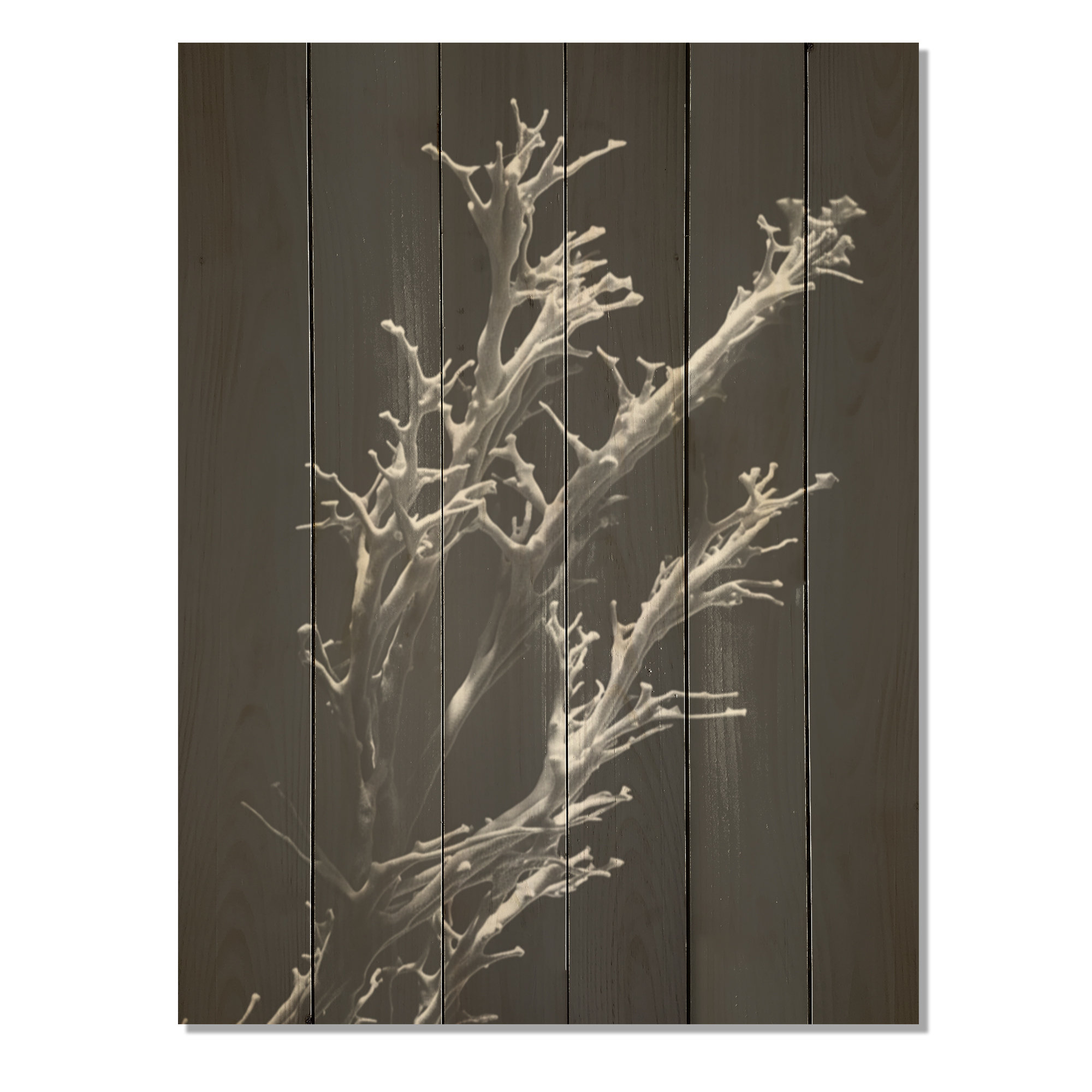 Lark Manor™ Black And White Coral Plant - Coastal Coral Under Water ...