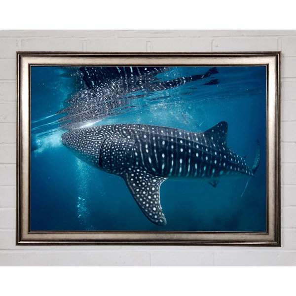 House of Hampton Spotted Whale Shark Framed Print | Wayfair.co.uk