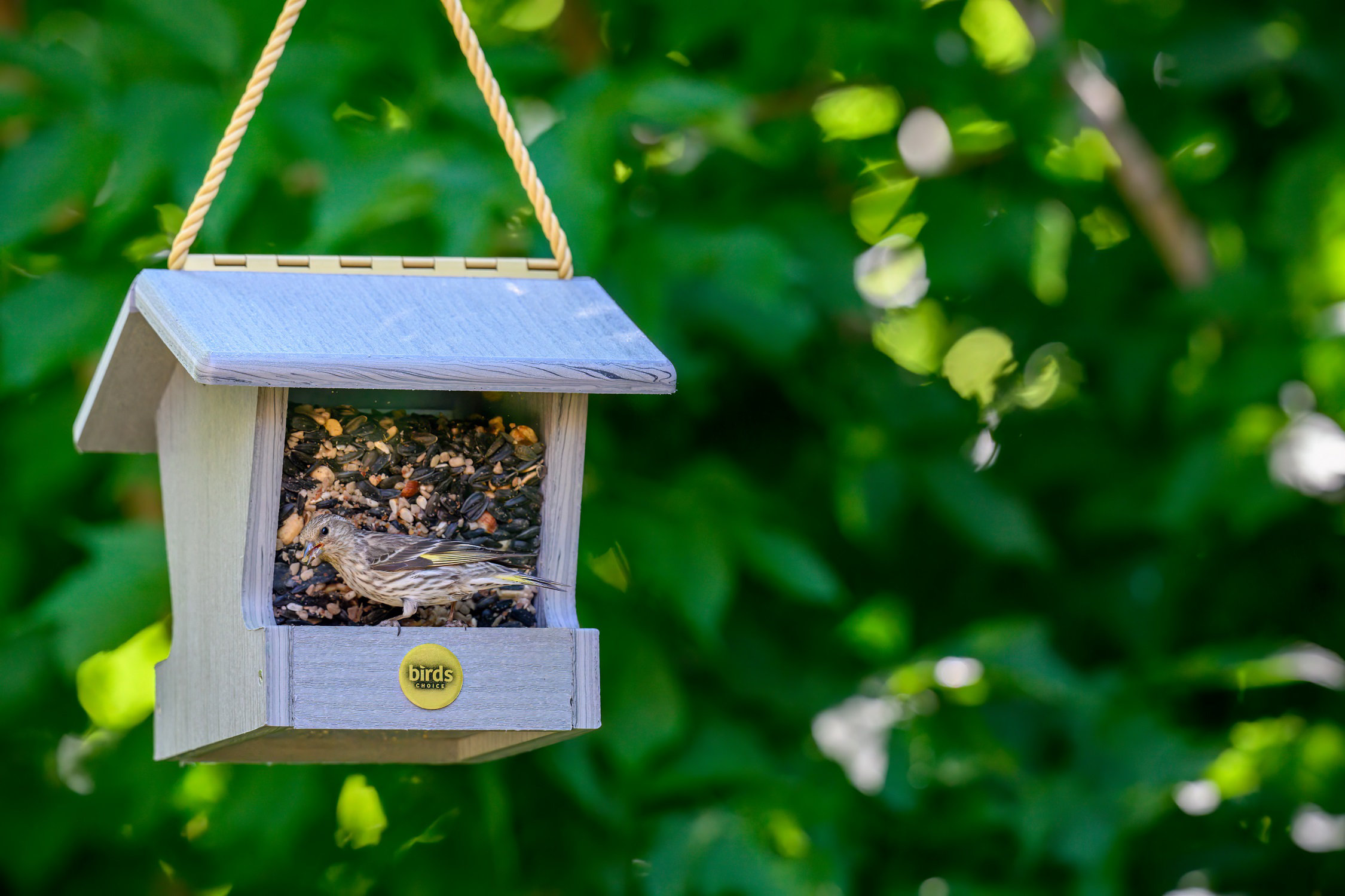 Birds Choice Modern Farmhouse Small Hopper Hanging Bird Feeder ...