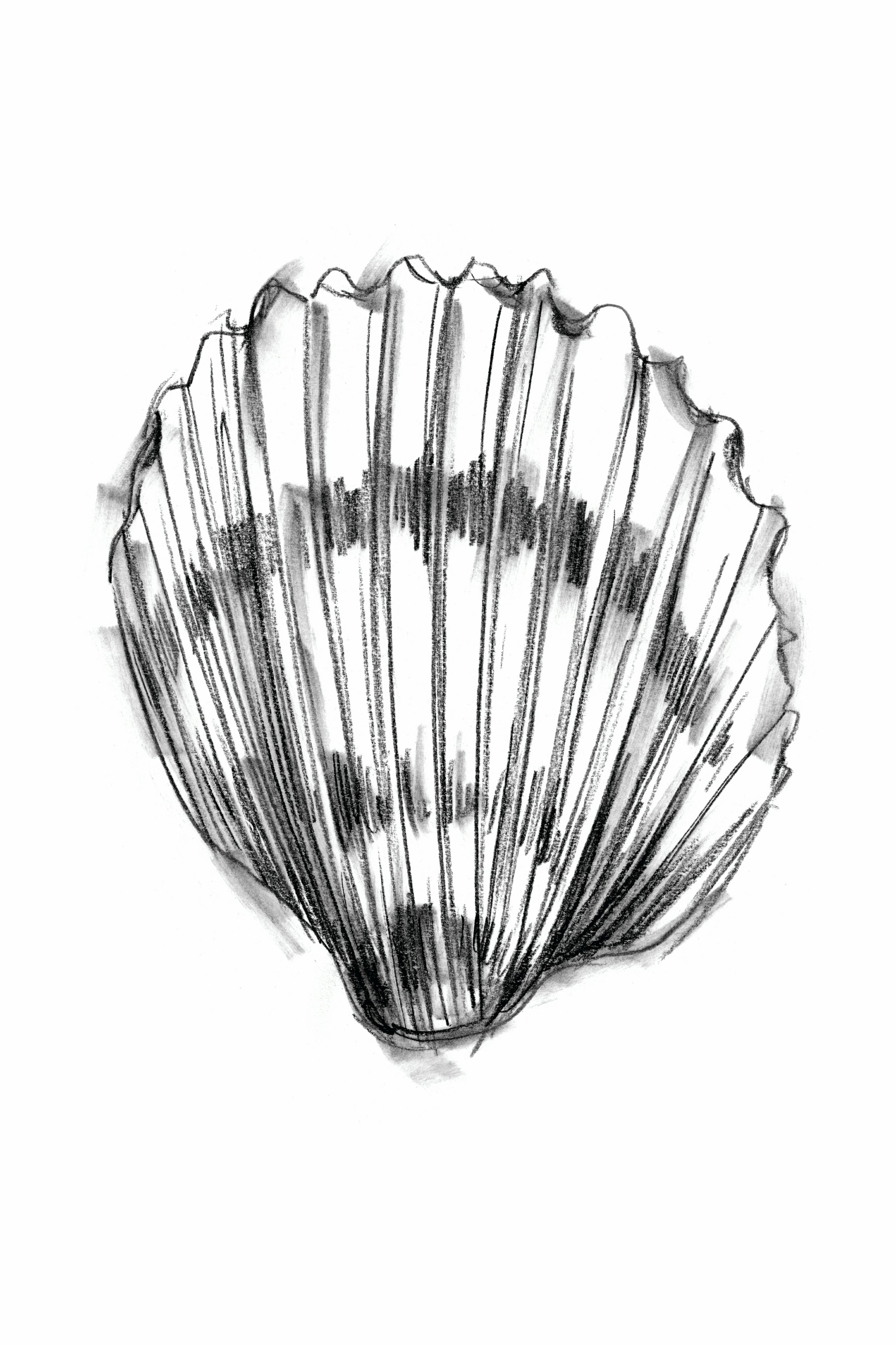 Rosecliff Heights Shell Sketch VI On Canvas by Ethan Harper Painting ...