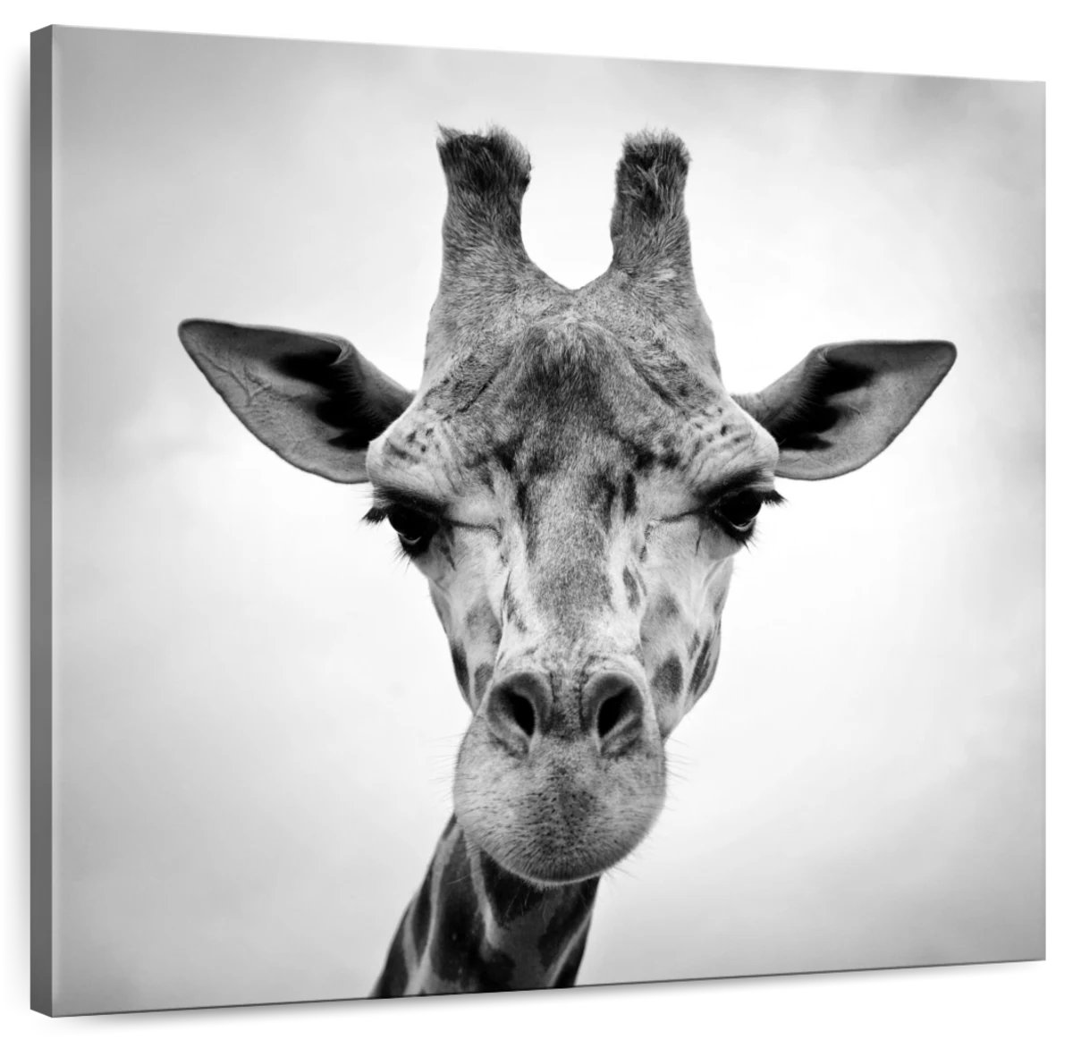 Ebern Designs Crowle Giraffe BW - Wayfair Canada