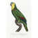 Bay Isle Home Levaillant Parrot IV - Wayfair Canada