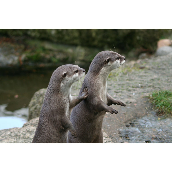 Ebern Designs Labrina Otters On High Alert On Canvas by Jackka Print ...