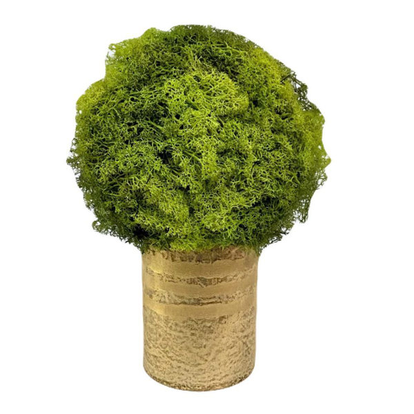 Primrue Moss Topiary in Glass Vase | Wayfair