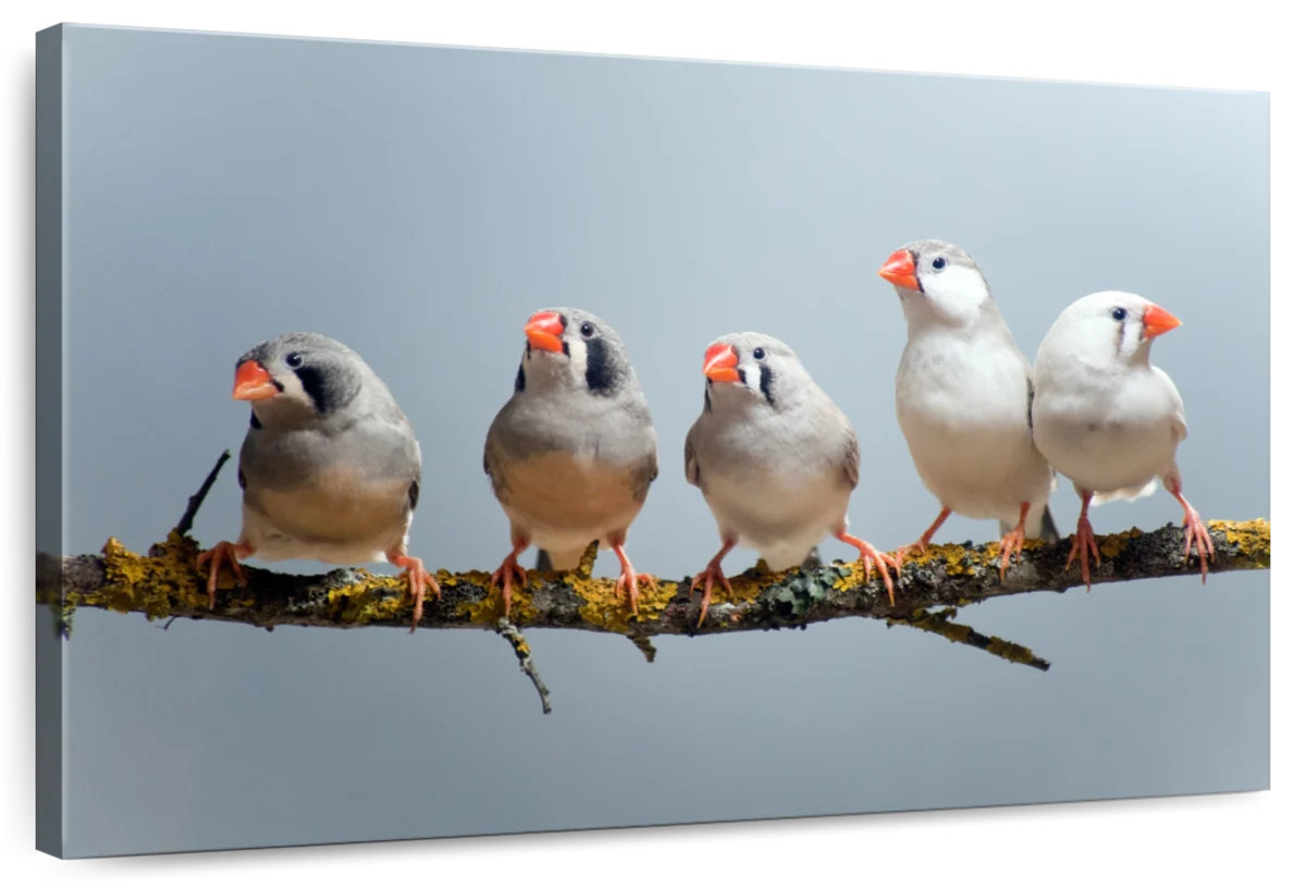 Ebern Designs Brampt Five Zebra Finches | Wayfair