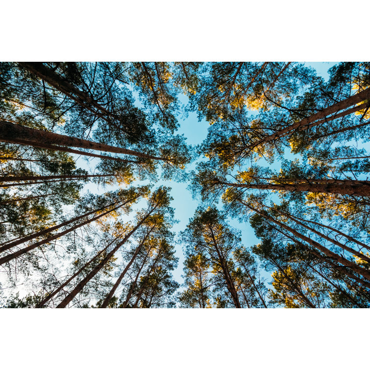 Millwood Pines Pine Trees On Canvas by Artsiom Malashenko Print | Wayfair