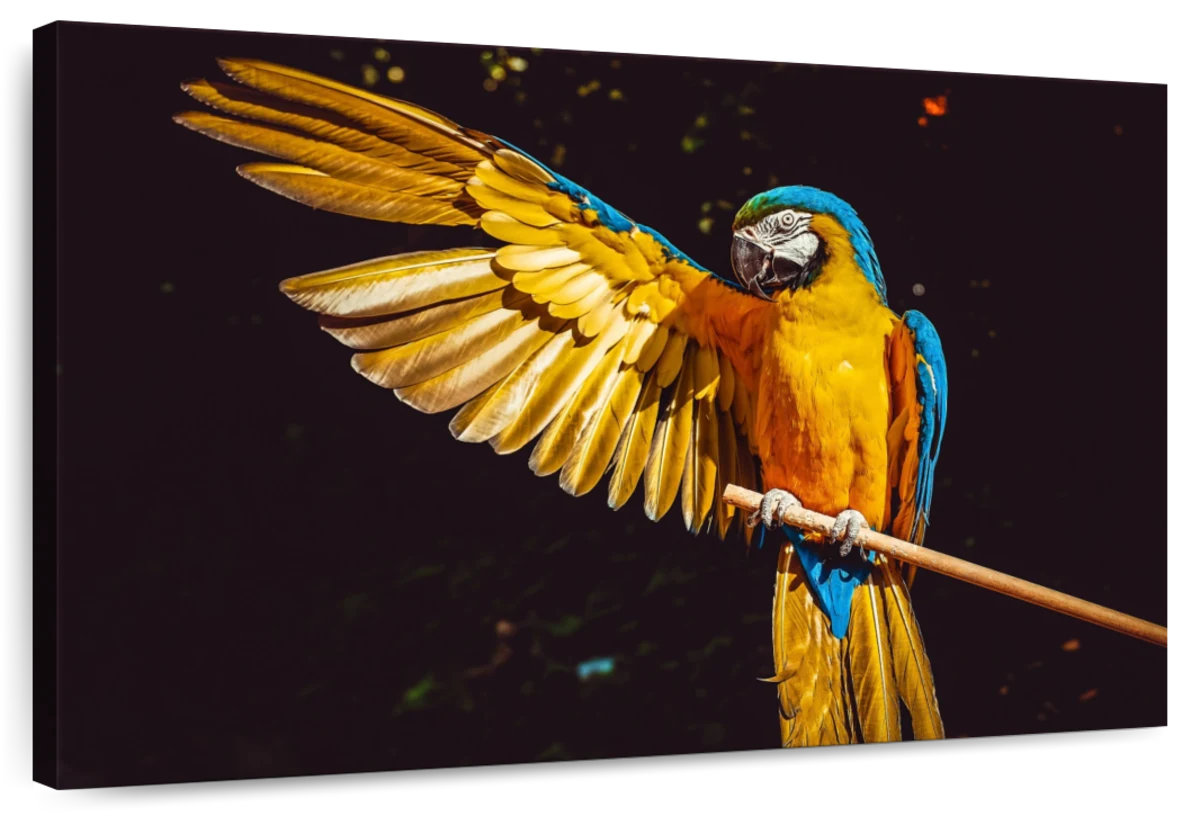 Ebern Designs Brampt Blue Gold Macaw | Wayfair
