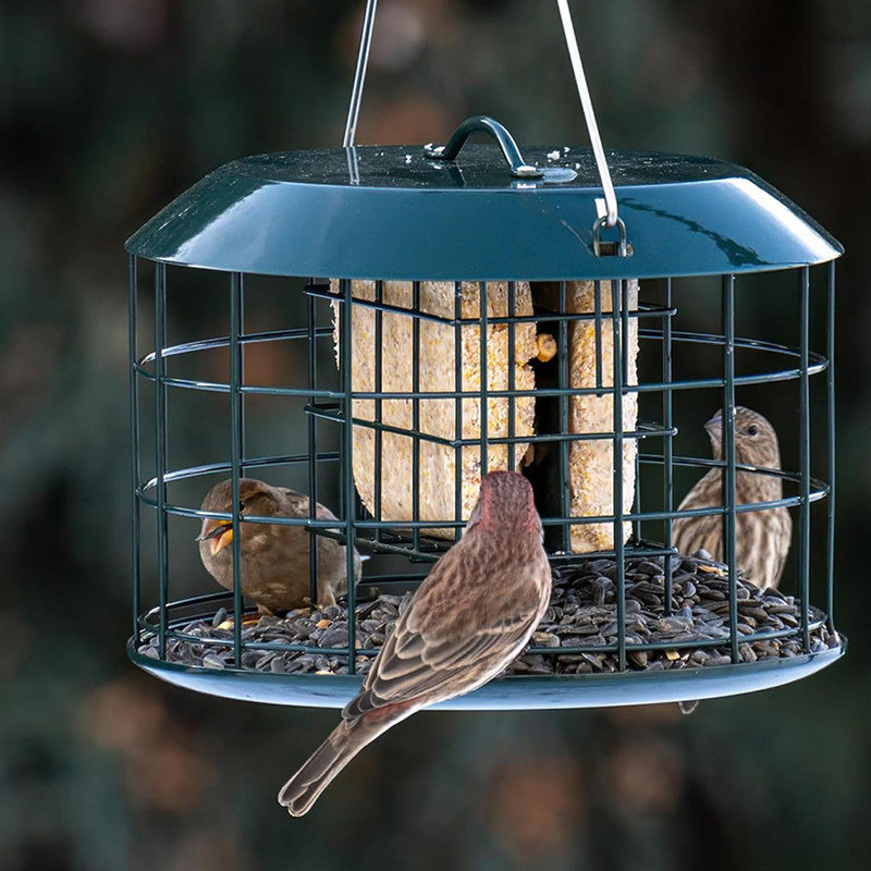 Latitude Run® Durable Squirrel Proof Suet Feeder, Hanging Mount Cage ...