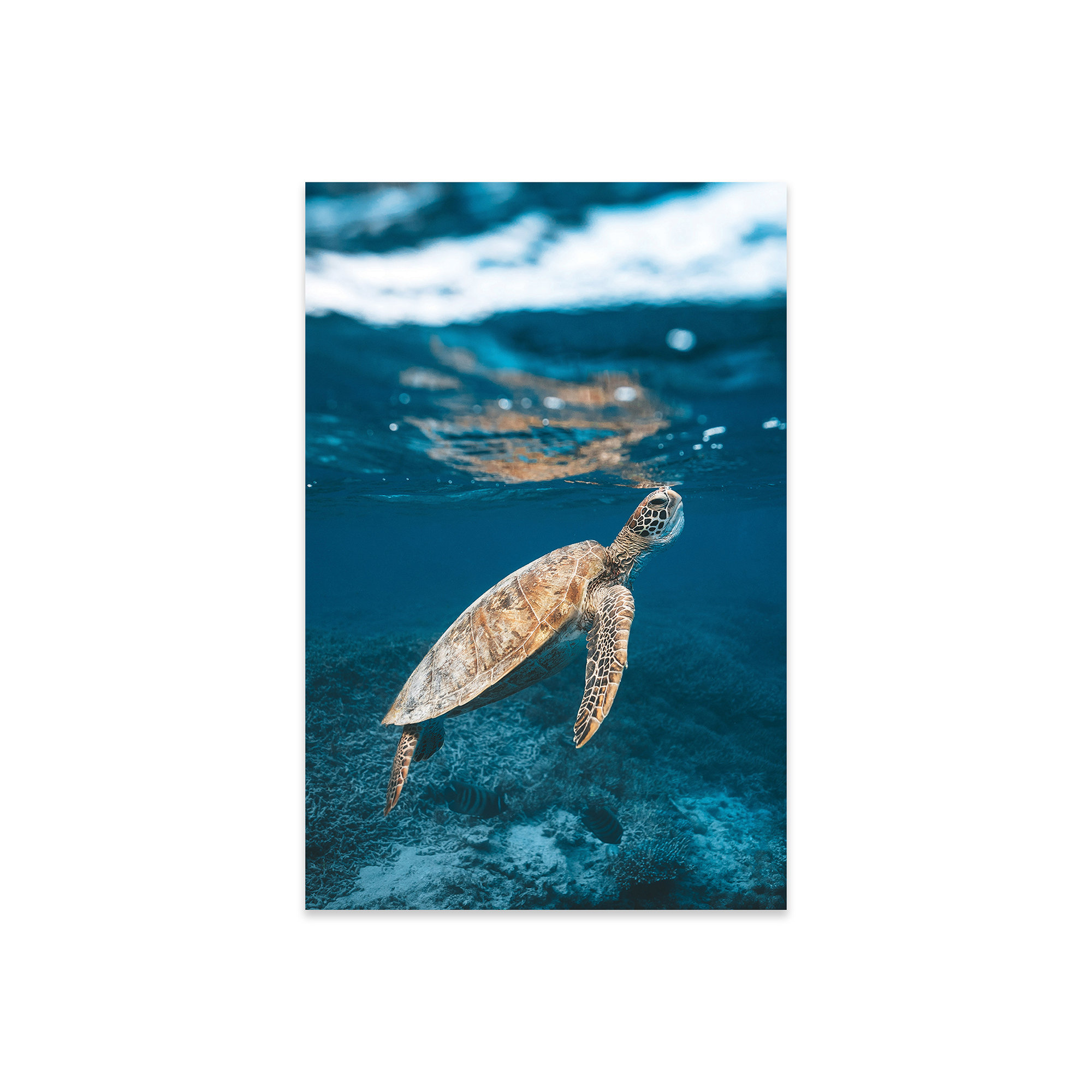 Bay Isle Home™ Great Barrier Reef Turtle Underwater On Plastic/Acrylic ...
