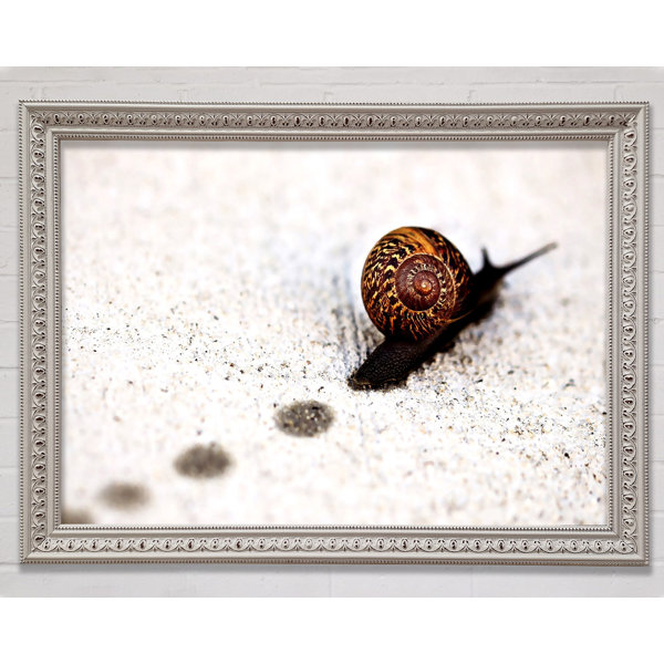 Bright Star Snail Track Macro - Single Picture Frame Print | Wayfair.co.uk