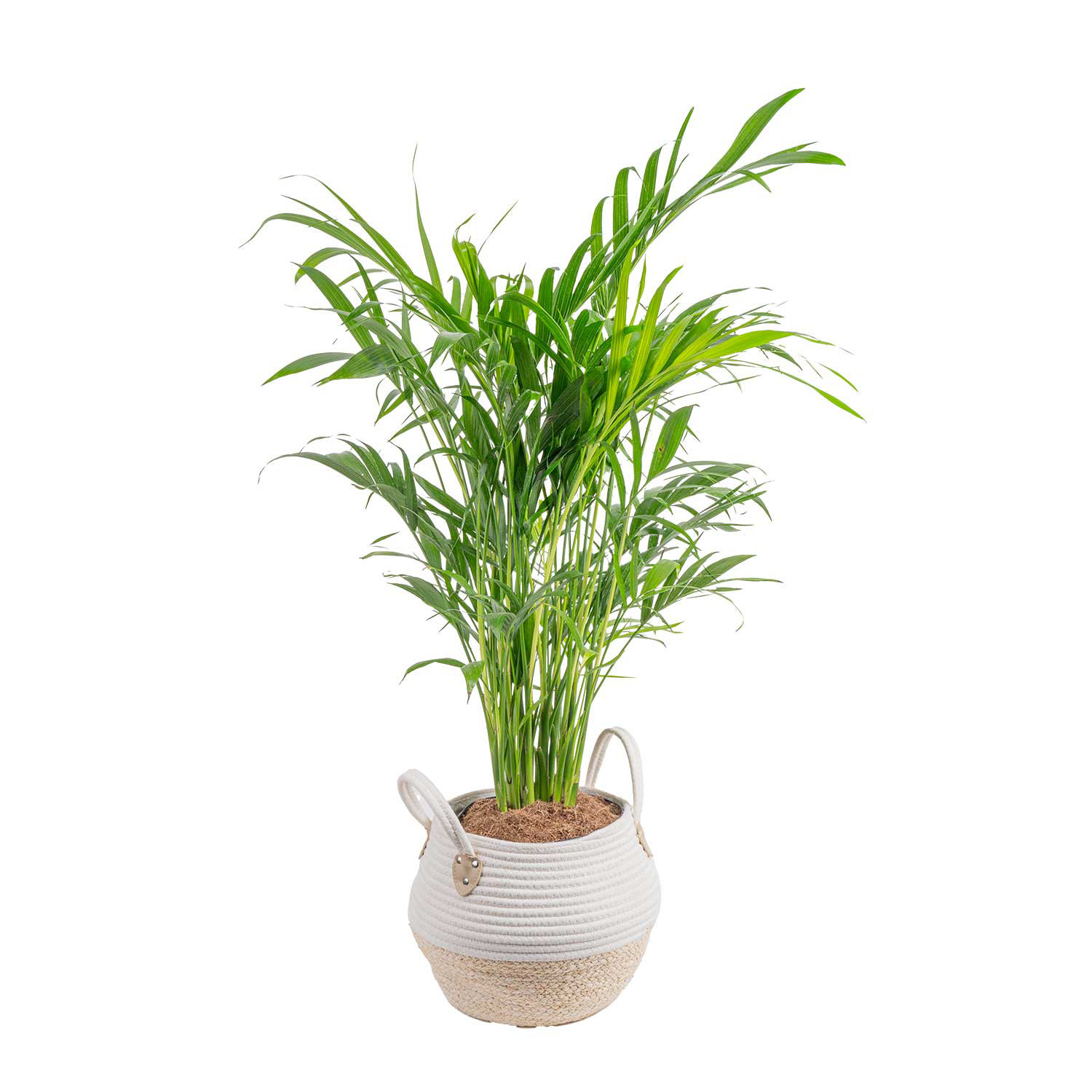 Costa Farms Indoor Easy to Grow Cat Palm House Plant in 10-inch Weave ...