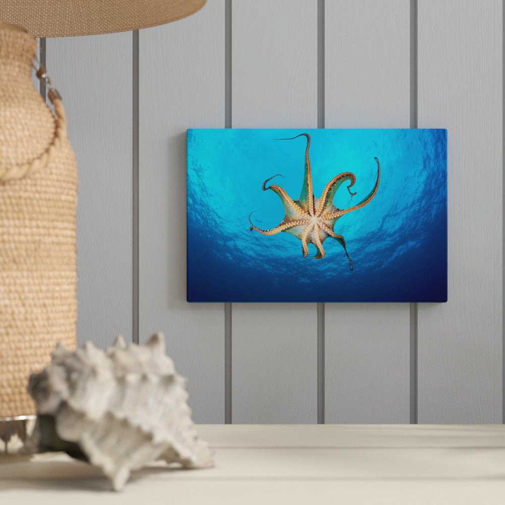 Latitude Run® Day Octopus Underneath by David Fleetham - Wrapped Canvas ...