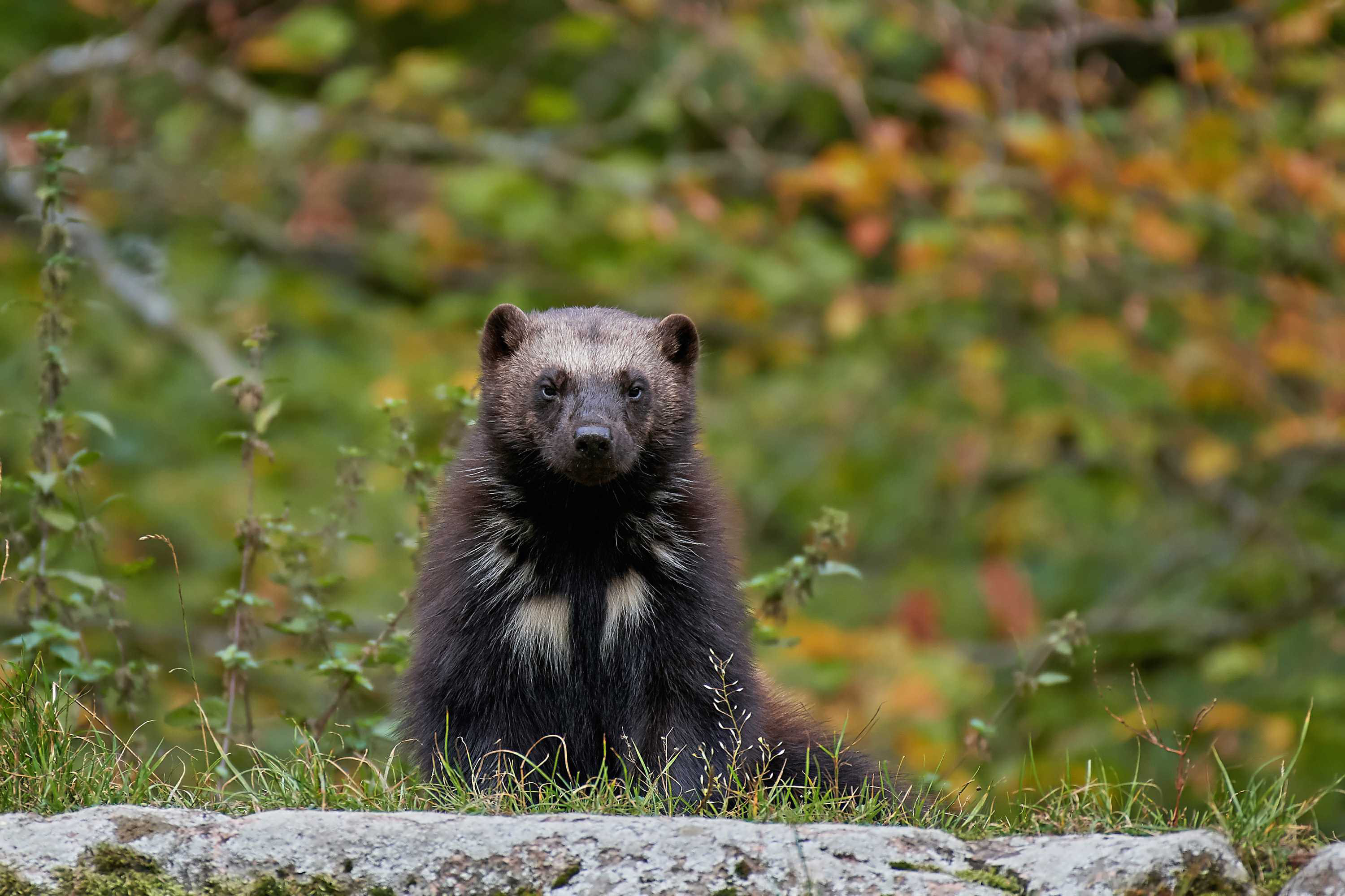 Millwood Pines Wolverine (Gulo Gulo) On Canvas Print | Wayfair