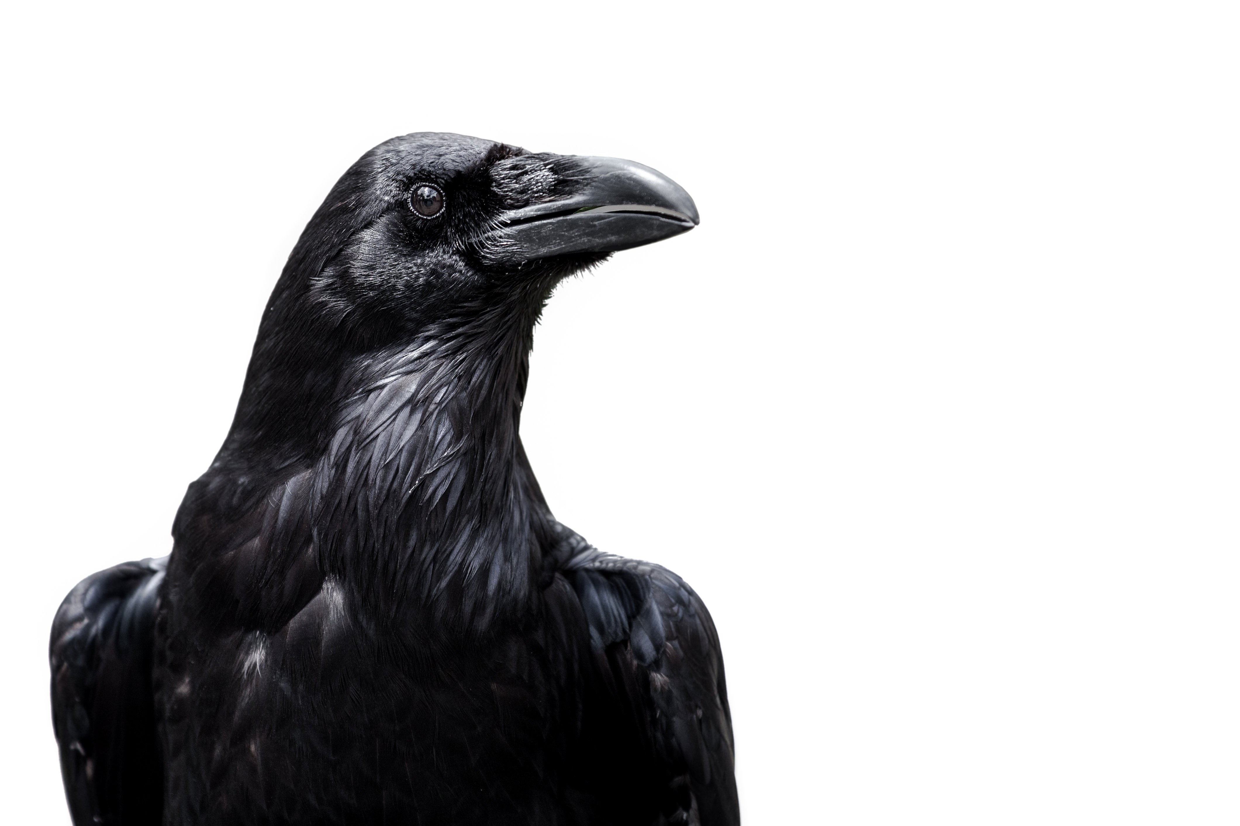 Millwood Pines Crow - Wrapped Canvas Photograph | Wayfair