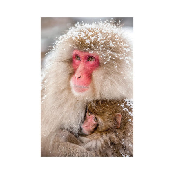 Latitude Run Japanese Macaques (Snow Monkeys) In Japan by Jan Becke ...
