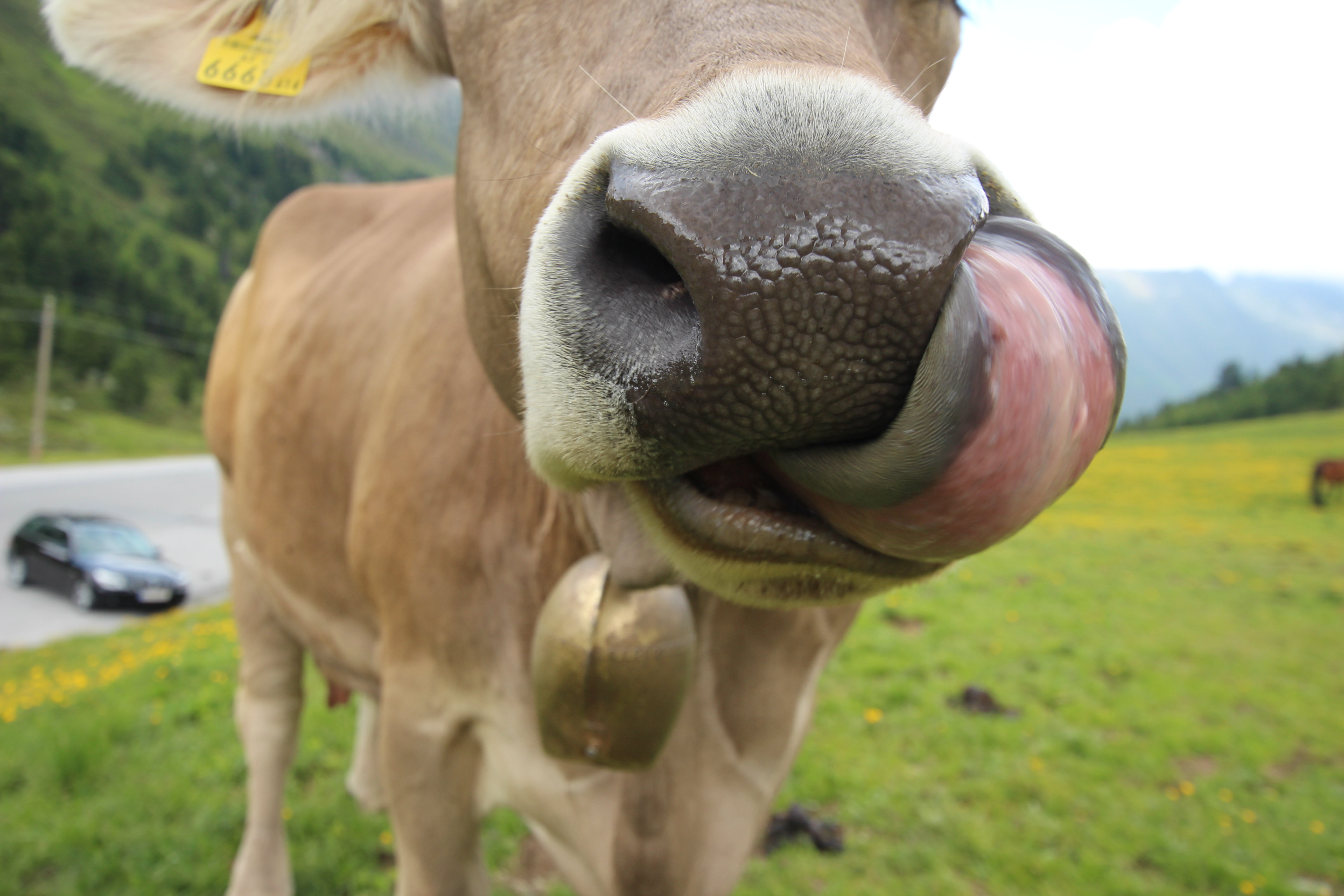 Gracie Oaks Snout of a Cow by Africanway - Wrapped Canvas Photograph ...