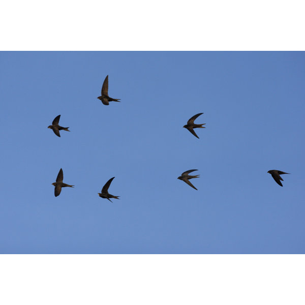 Ebern Designs " Swift, Apus Apu " by Bahadirkar | Wayfair