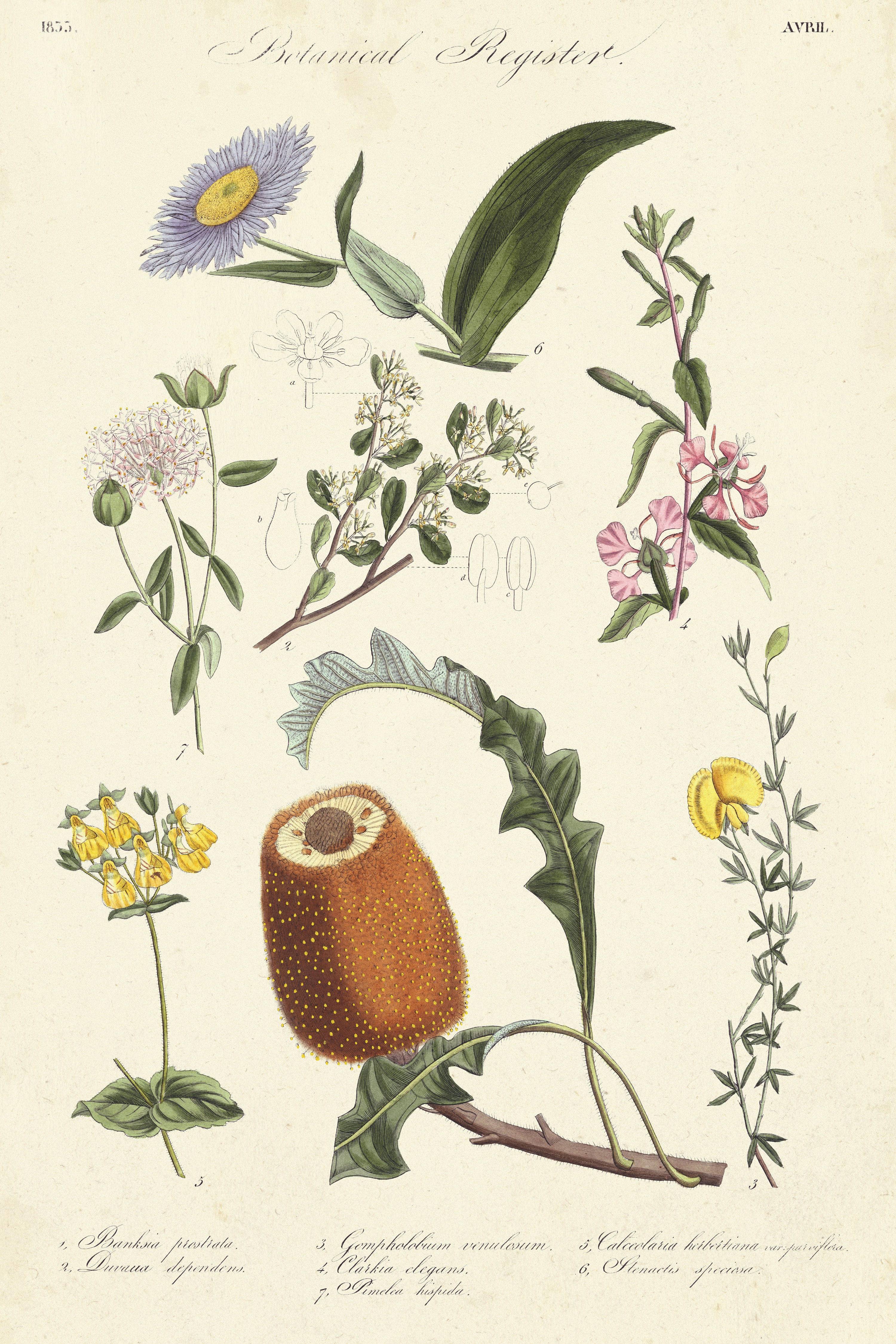 Lily Manor Botanical Register II | Wayfair.co.uk