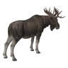 Hi-Line Gift Ltd. Standing Moose Statue & Reviews | Wayfair