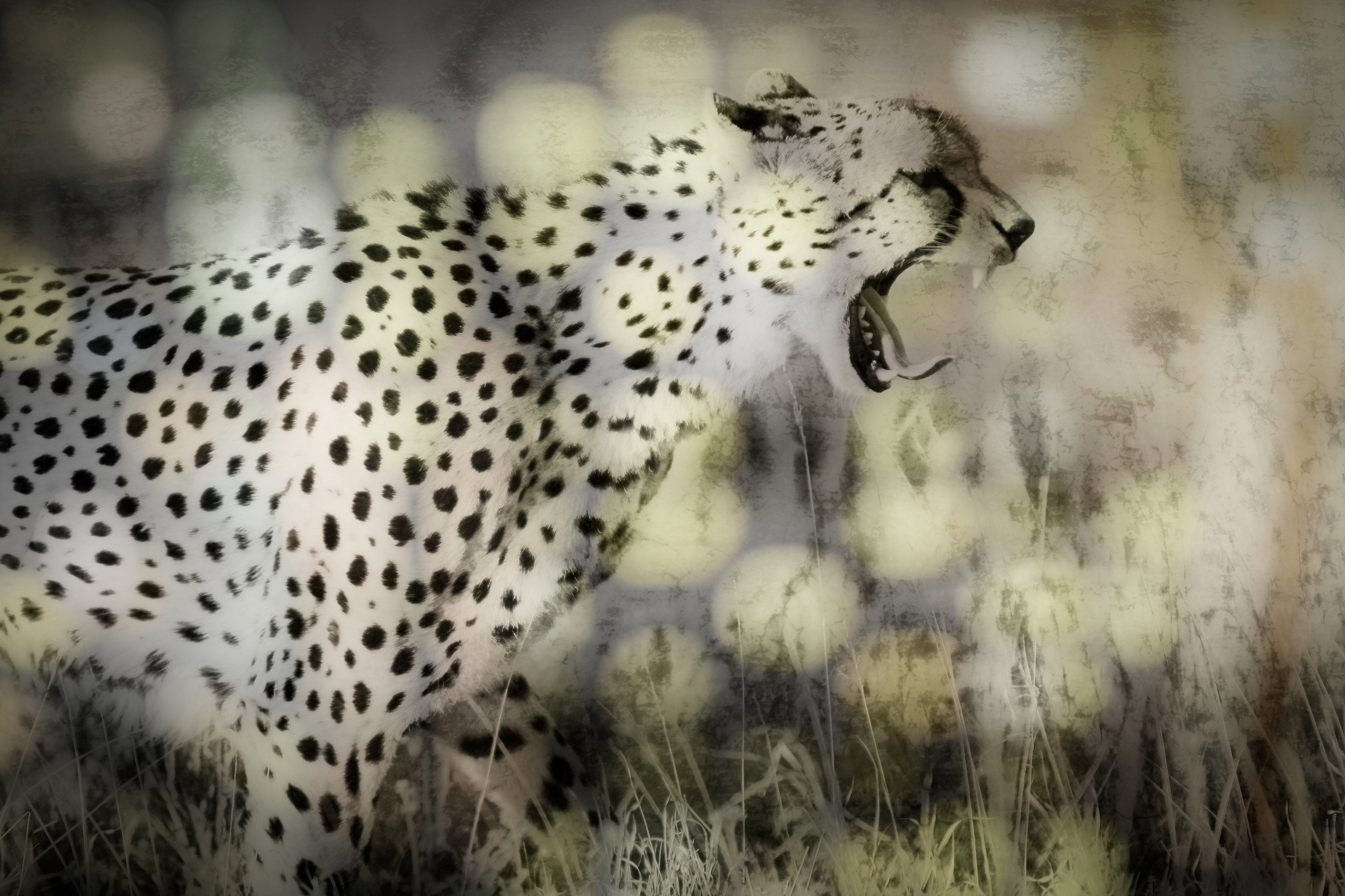 Trinx Fierce Bokeh Leopard by Grotto Studios | Wayfair