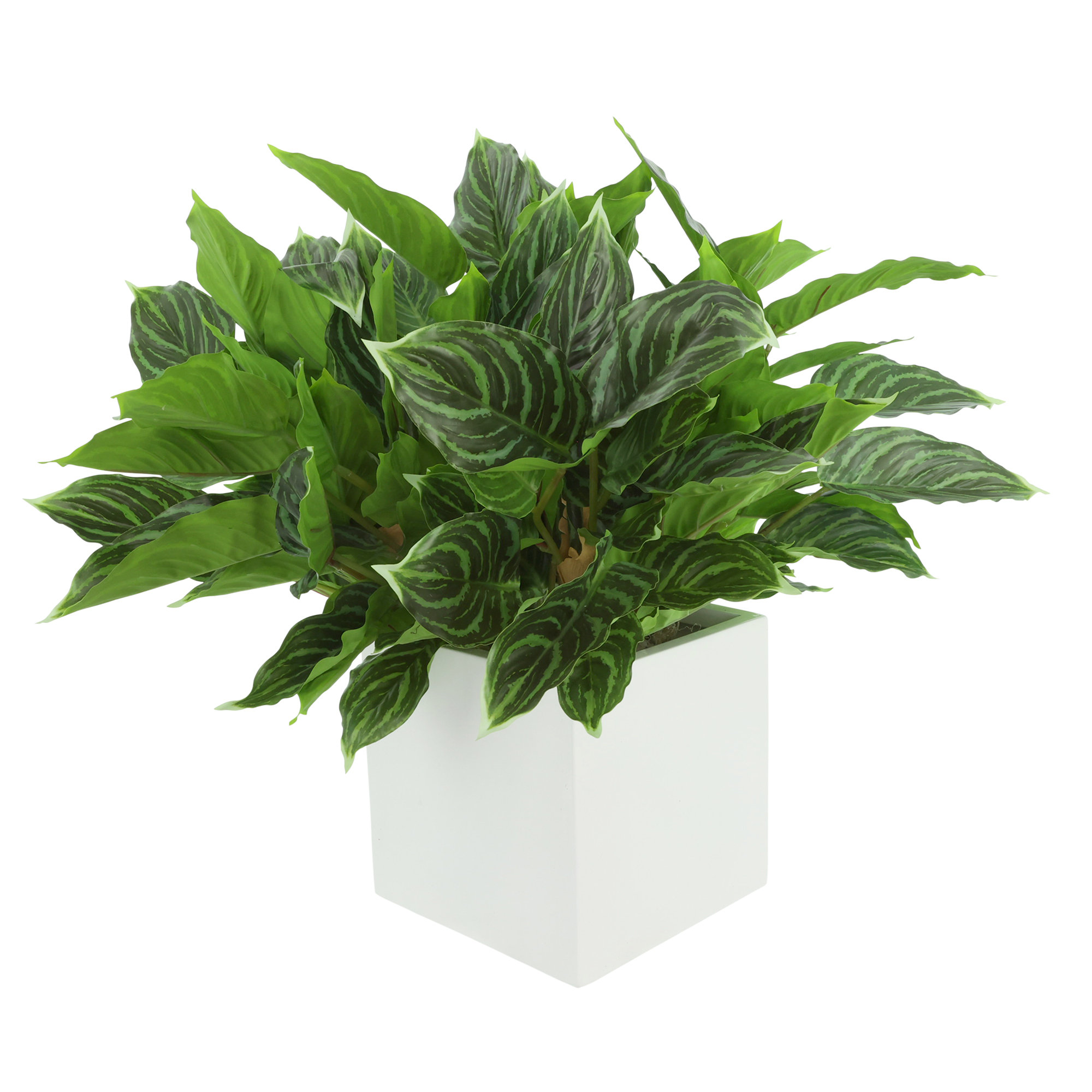 Creative Displays, Inc. Rohdea Japonica Plant in Fiberstone Pot | Perigold