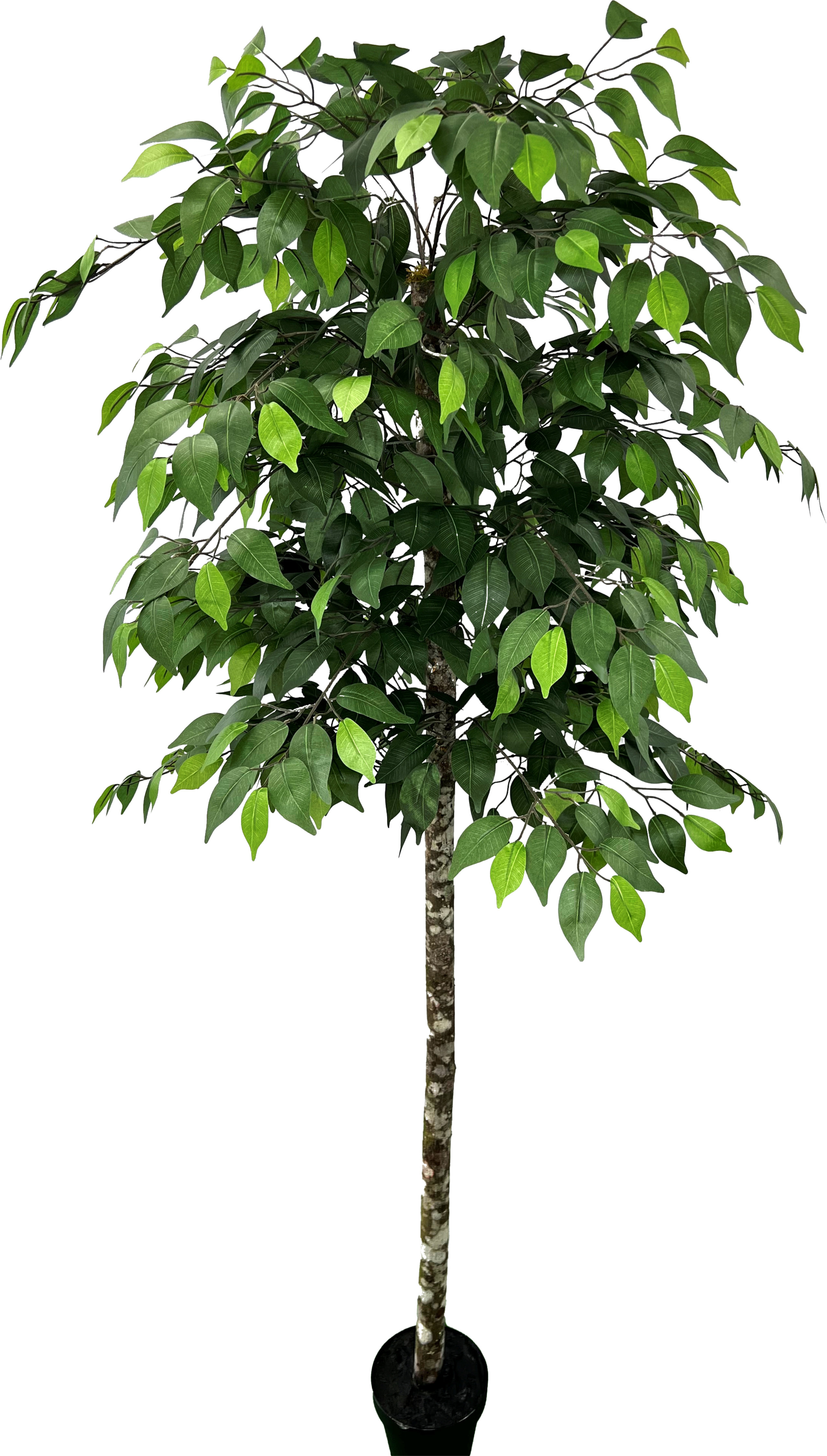 Primrue Hand-Made Primrue Modern 6.5'' Artificial Ficus Tree - Wayfair ...