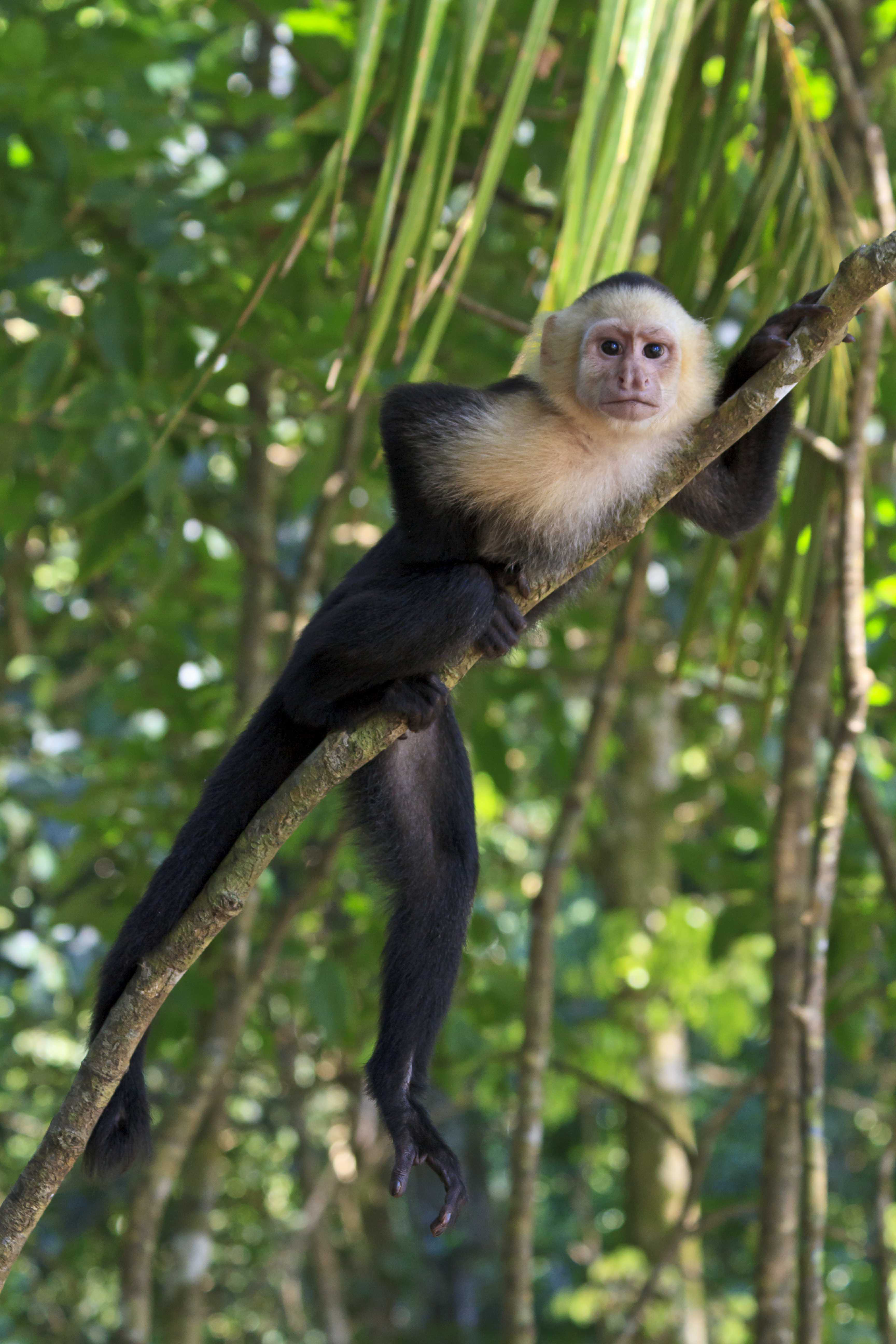 Ebern Designs Capuchin Monkey on Tree - Wrapped Canvas Photograph | Wayfair